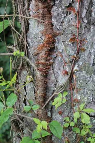 How to Identify, Treat, and Remove Poison Ivy - Grit